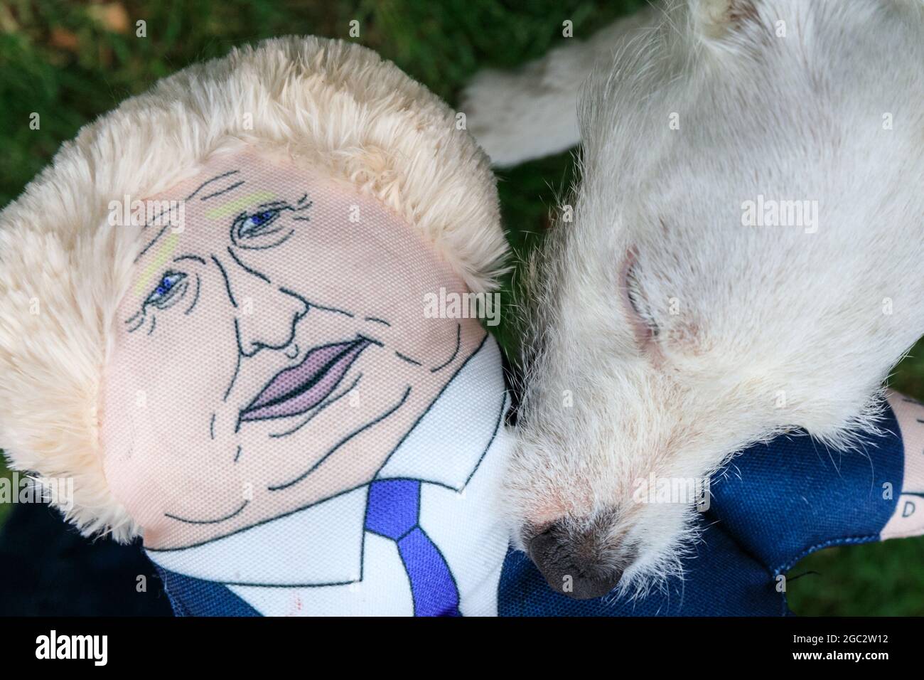 Boris the dog toy hi-res stock photography and images - Alamy