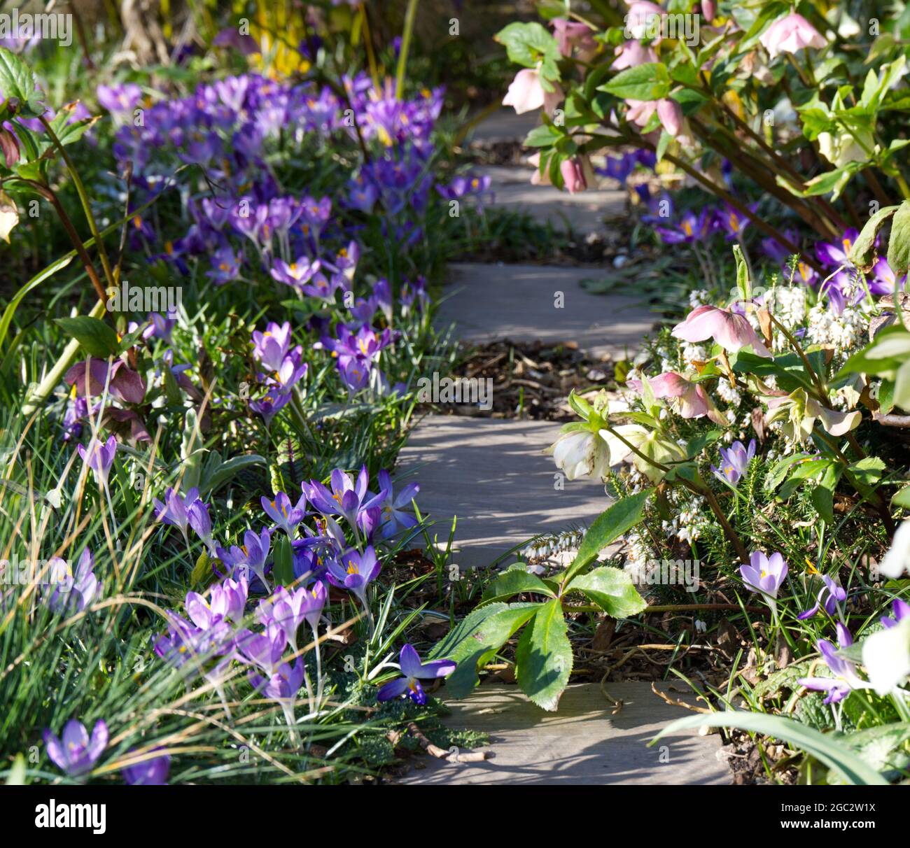Stepping stone hi-res stock photography and images - Alamy