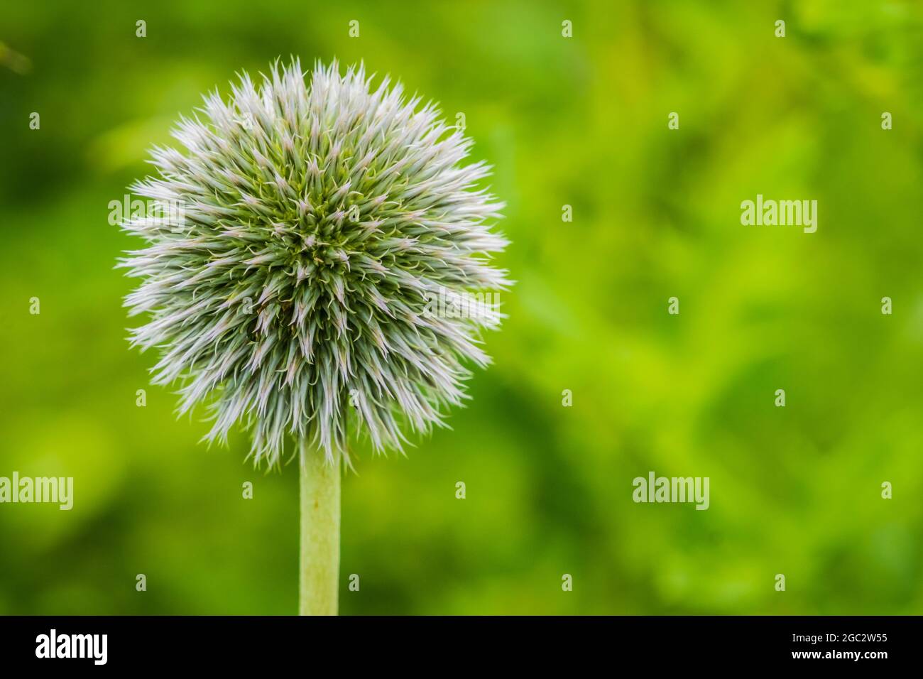 Globe thistle bloom hi-res stock photography and images - Alamy