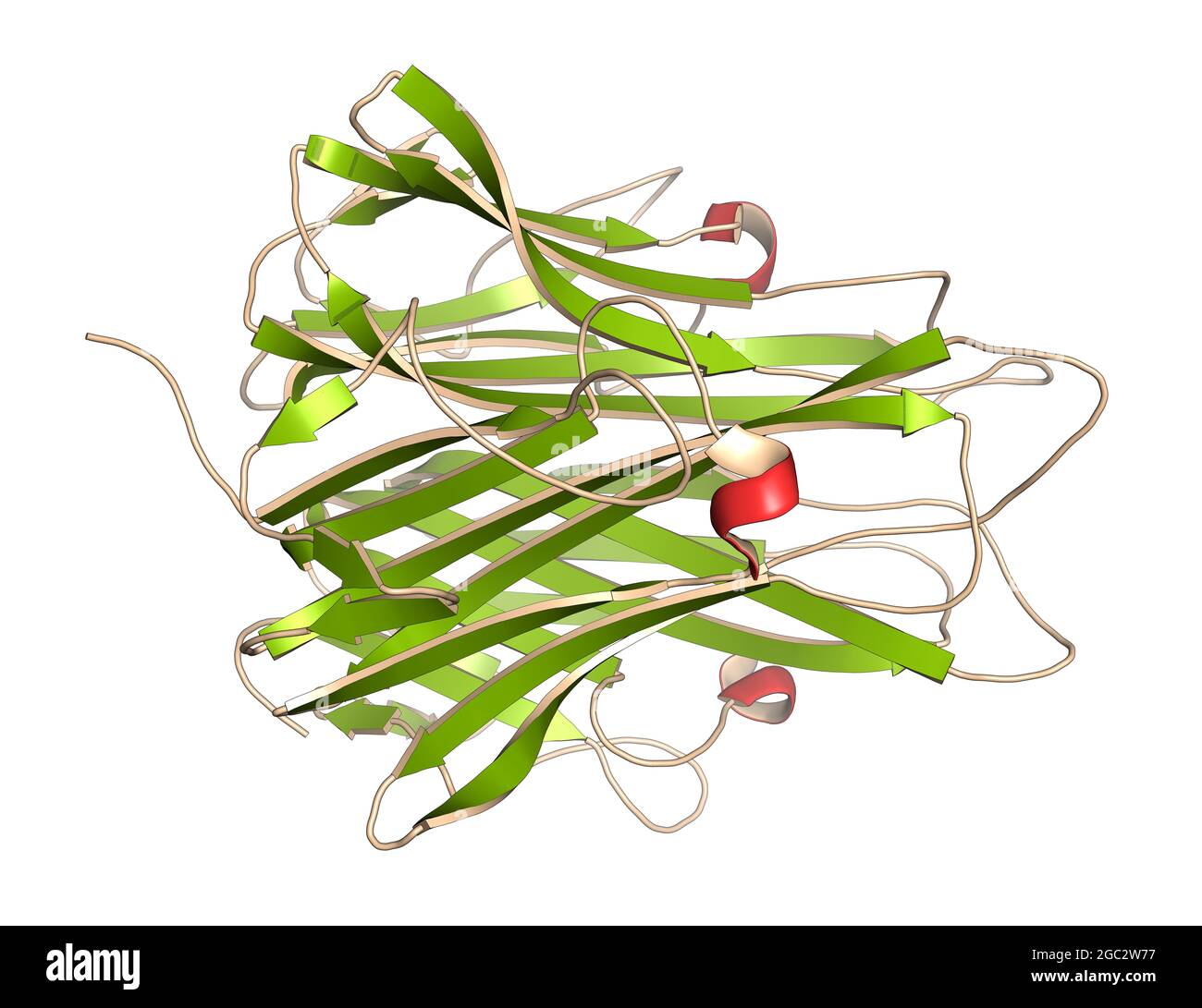 Tumor necrosis factor alpha (TNF) cytokine protein molecule, 3D Stock ...