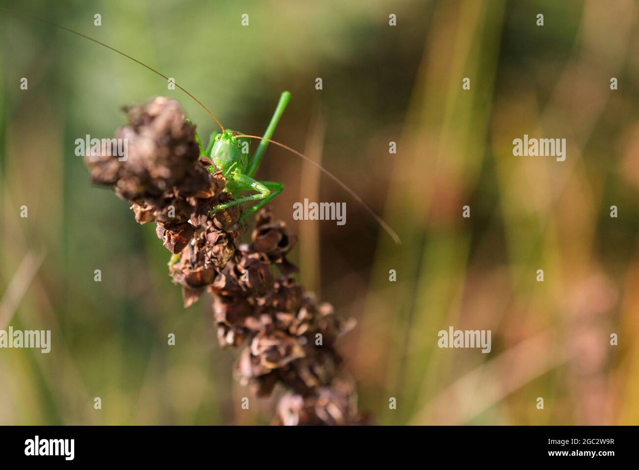 Great green bush cricket (Tettigonia viridissima) sunbathes resting on ...