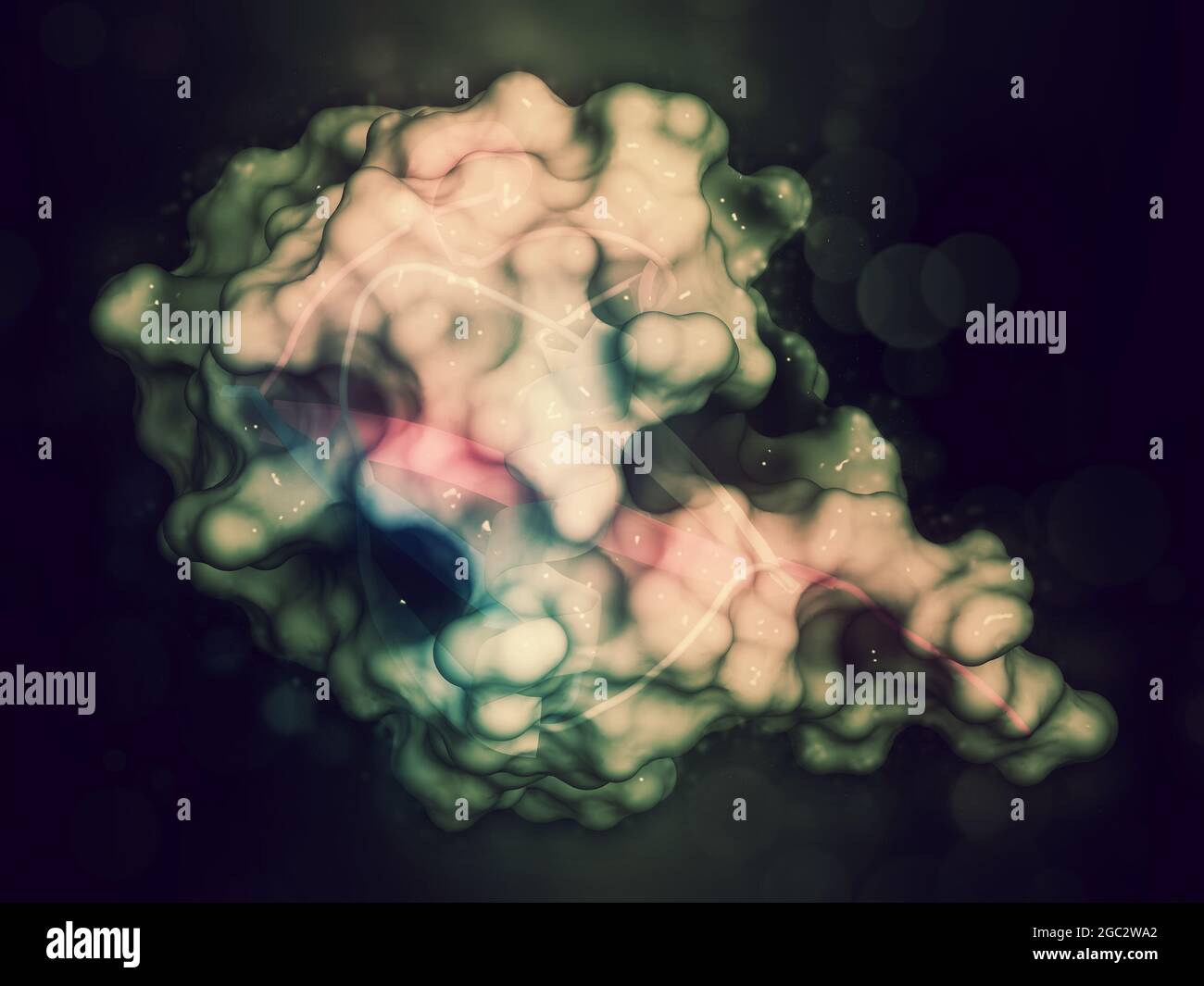 Ubiquitin protein molecule, 3D rendering. Ubiquitin is a molecul Stock ...