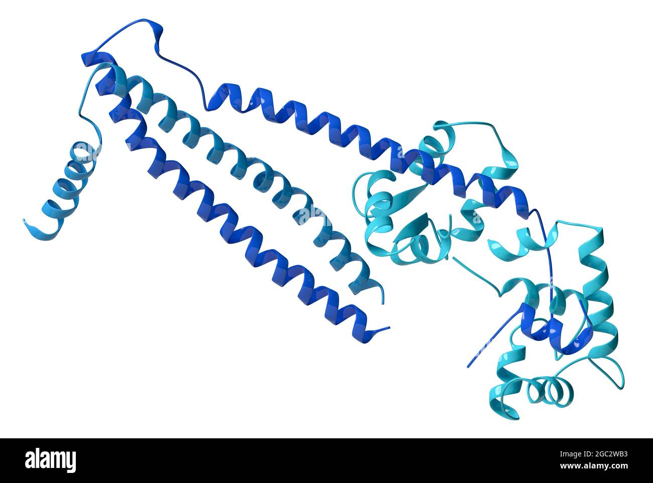 Troponin: structure of the human cardiac troponin core domain, 3 Stock ...
