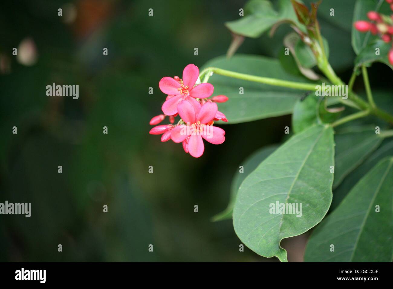 Jatropha integerrima pink red hi-res stock photography and images - Alamy