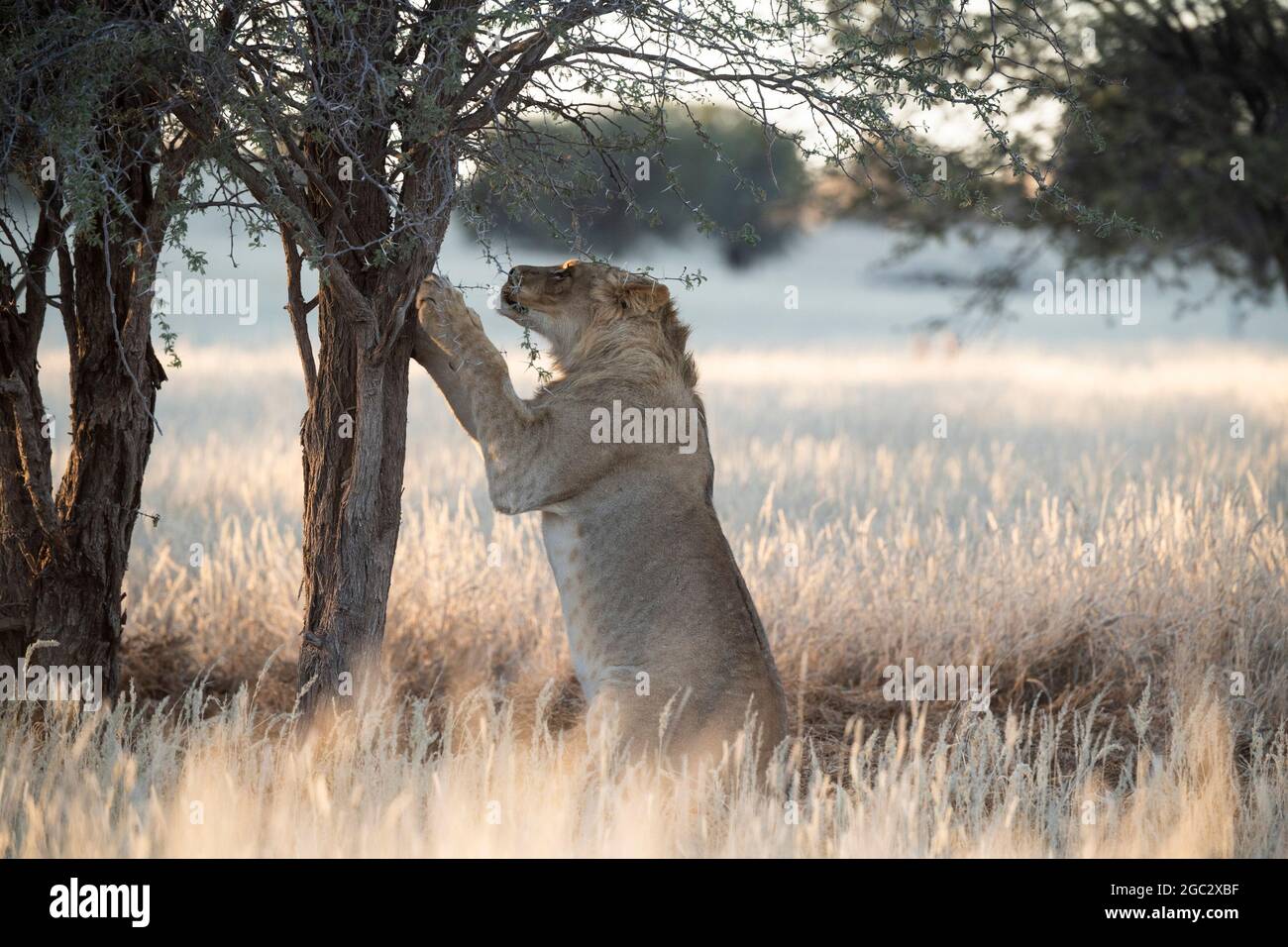 Lion scratching a tree, Panthera leo, Kgalagadi Transfrontier Park ...