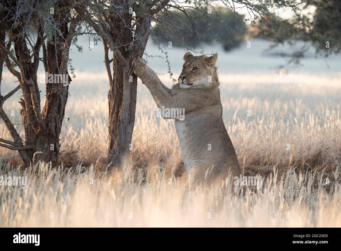 Lion scratching a tree, Panthera leo, Kgalagadi Transfrontier Park ...