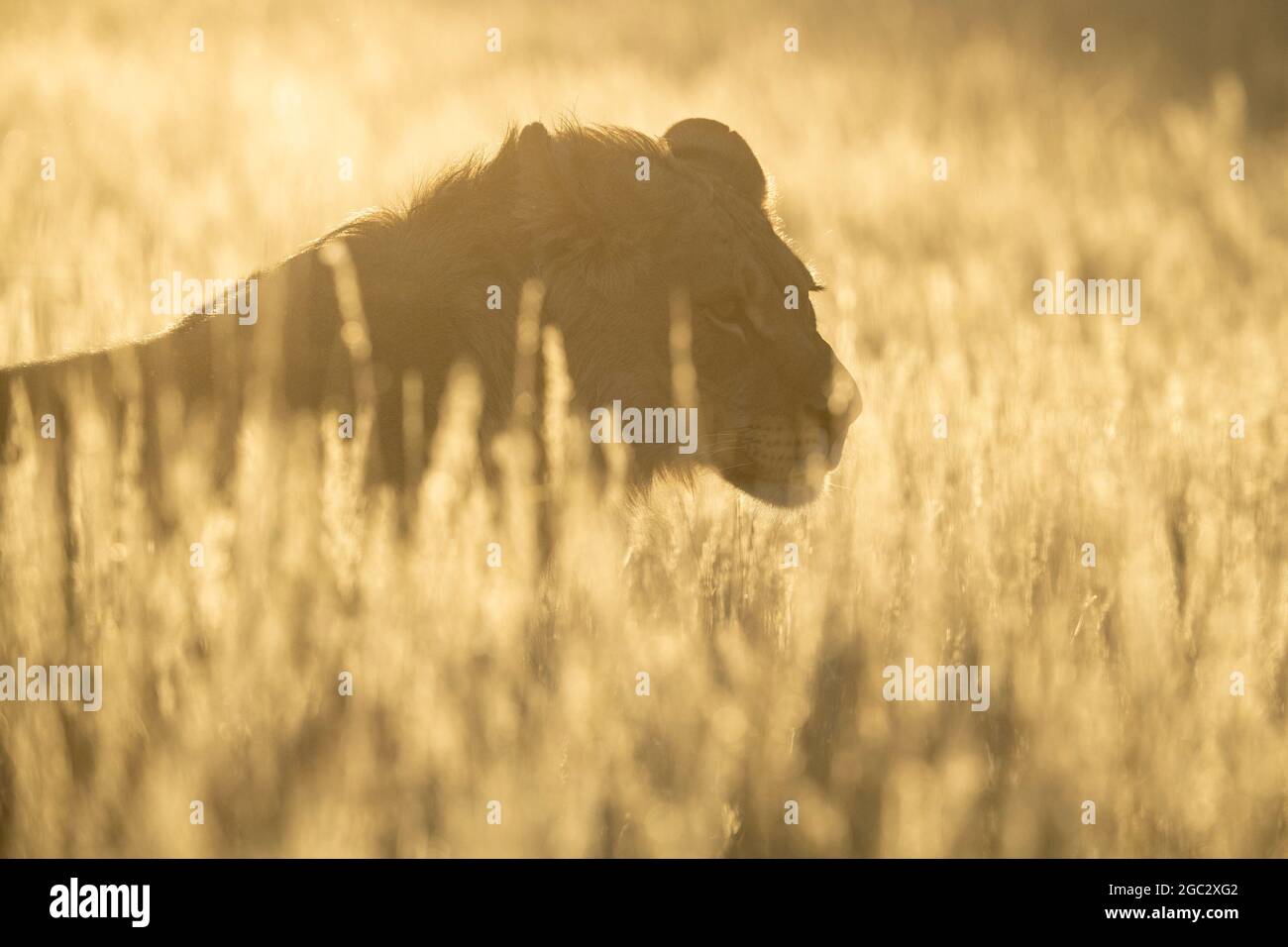 Lion at sunrise, Panthera leo, Kgalagadi Transfrontier Park, South ...