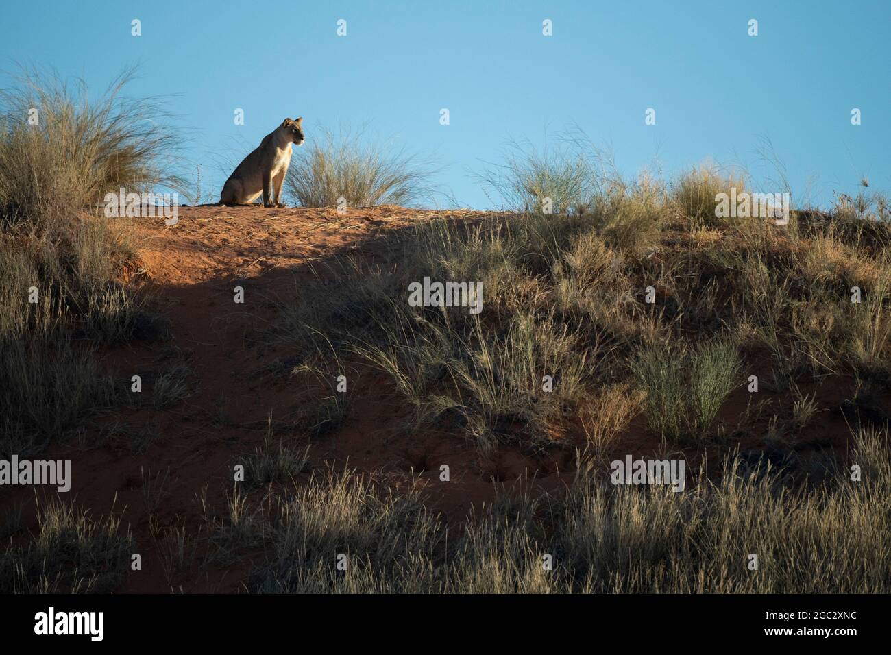 Lion sitting on a sand dune, Panthera leo, Kgalagadi Transfrontier Park ...