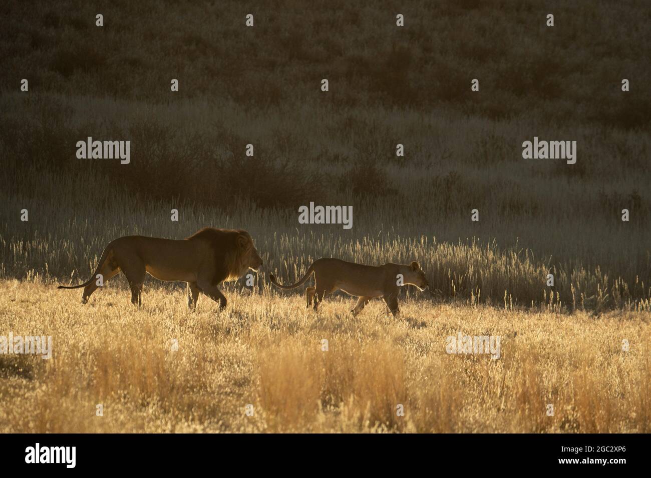 Lion pair, Panthera leo, Kgalagadi Transfrontier Park, South Africa ...