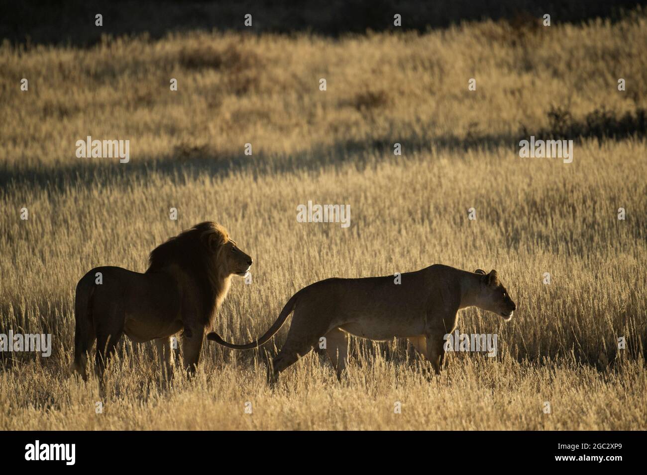 Lion pair, Panthera leo, Kgalagadi Transfrontier Park, South Africa ...
