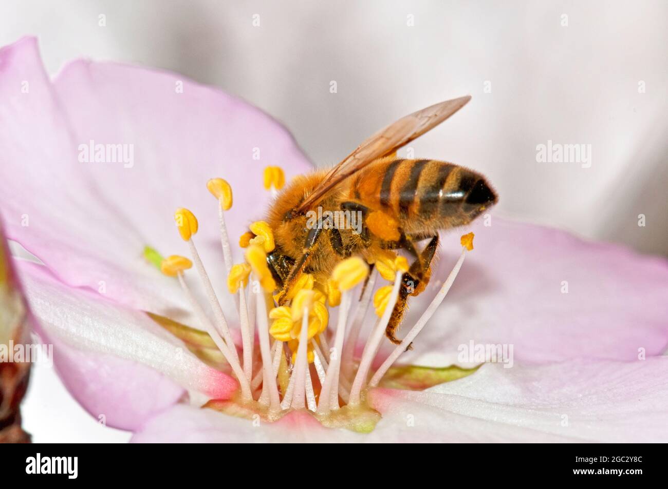 Honeyee pollinating almond flower Stock Photo - Alamy