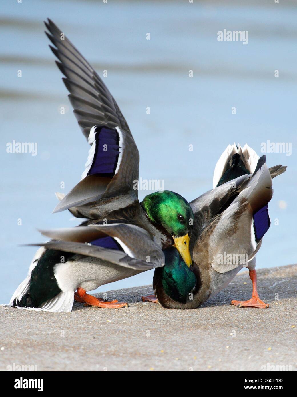 Selective focus of two male mallard ducks fighting each other Stock ...