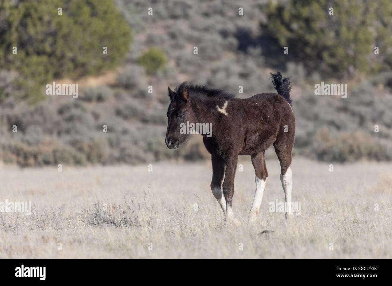 Cute Wild Horse Foal in the Utah Desert Stock Photo - Alamy
