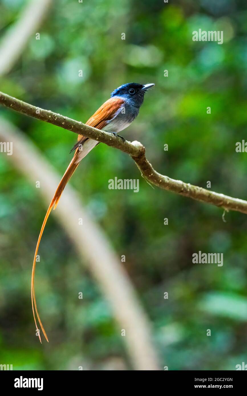 Asian Paradise Flycatcher,beautiful bird in tropical forest Stock Photo ...