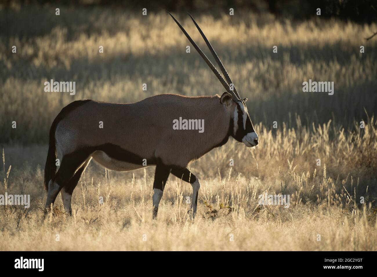 Gemsbok, Oryx gazella gazella, Kgalagadi Transfrontier Park, South ...
