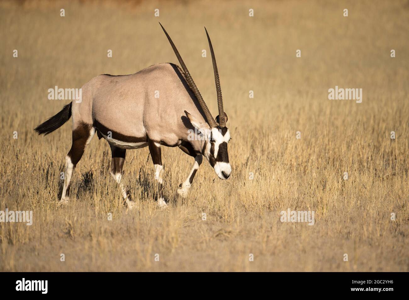 Gemsbok, Oryx gazella gazella, Kgalagadi Transfrontier Park, South ...