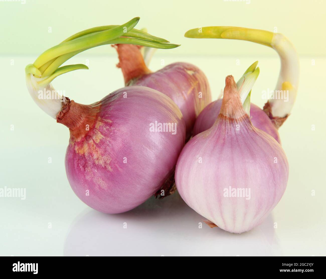 Sprouting onions isolated on white Stock Photo - Alamy