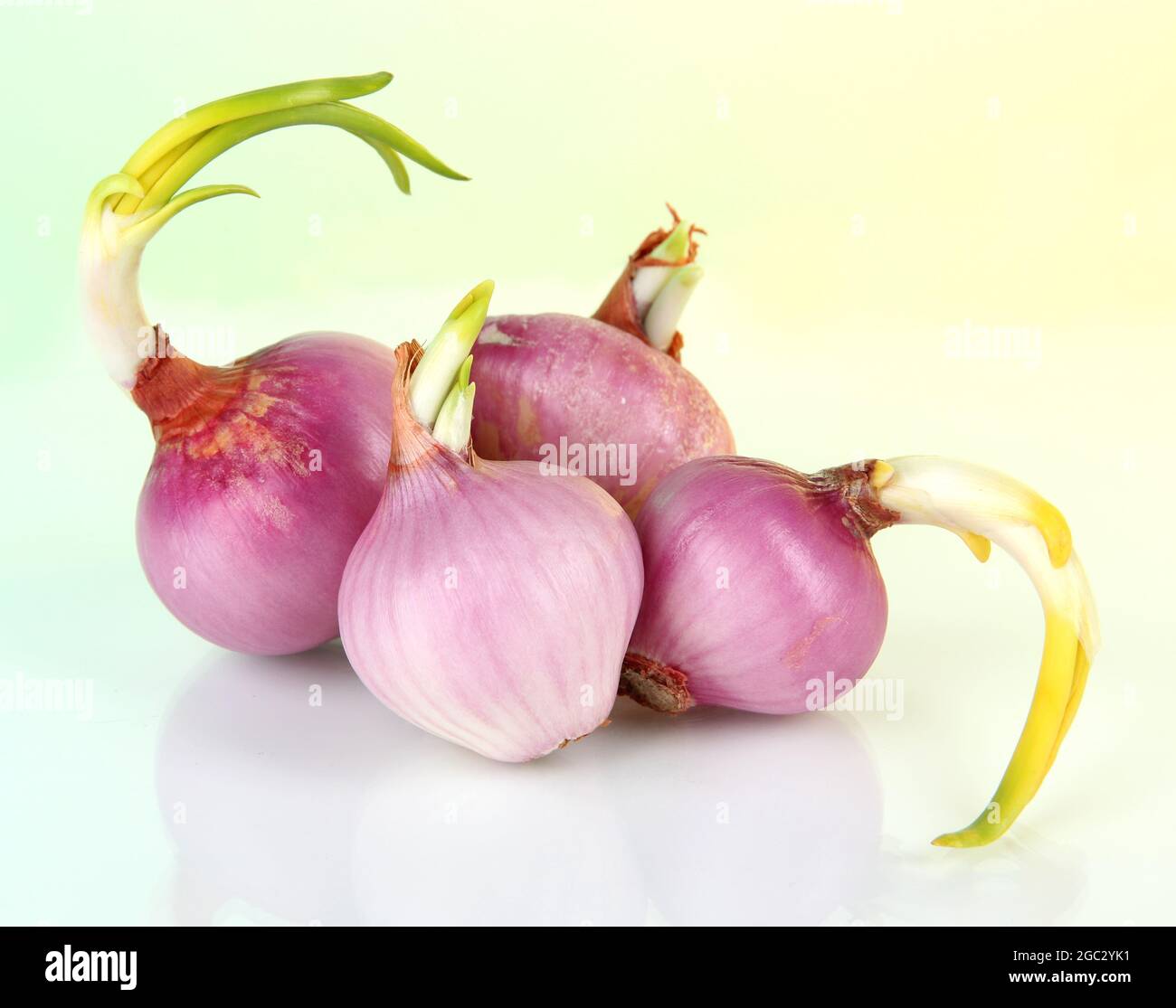 Sprouting onions isolated on white Stock Photo - Alamy