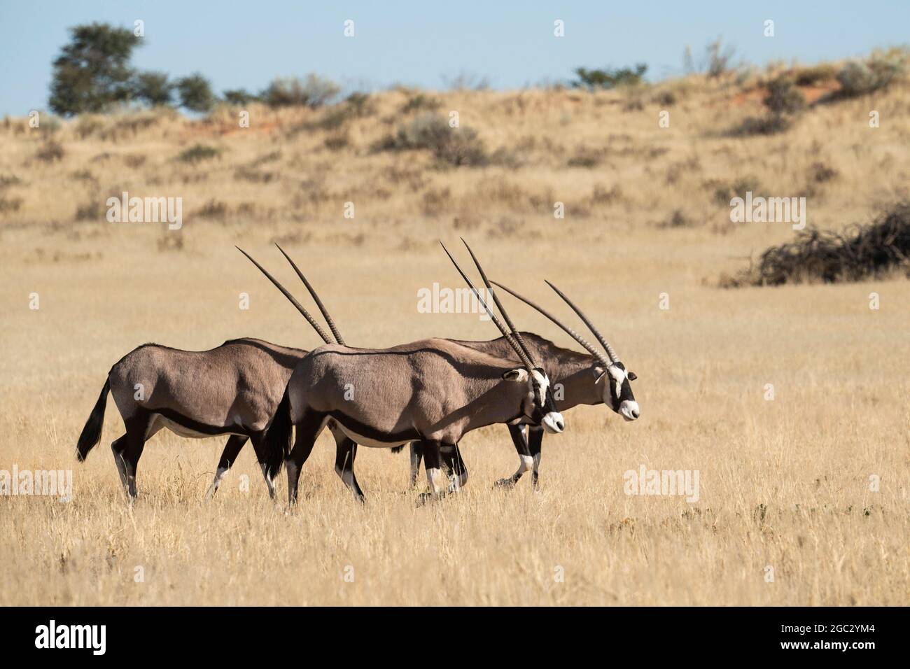 Gemsbok, Oryx gazella gazella, Kgalagadi Transfrontier Park, South ...