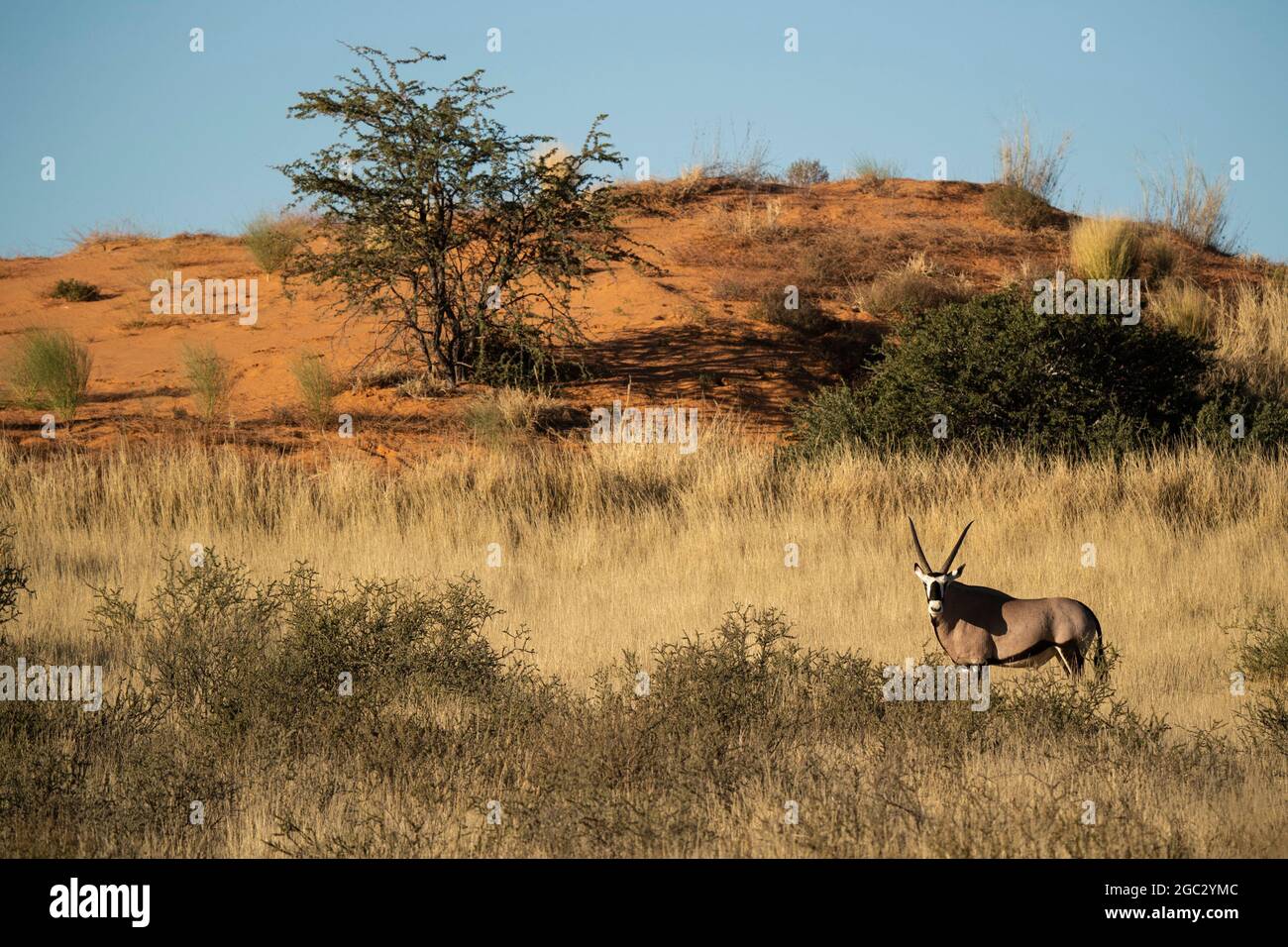 Gemsbok, Oryx gazella gazella, Kgalagadi Transfrontier Park, South ...
