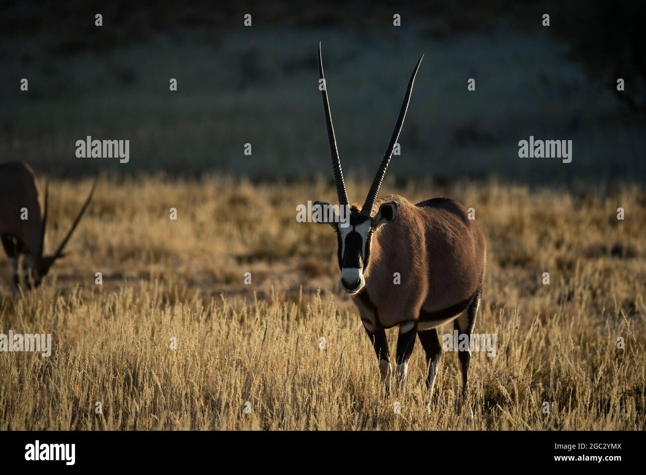 Gemsbok, Oryx gazella gazella, Kgalagadi Transfrontier Park, South ...
