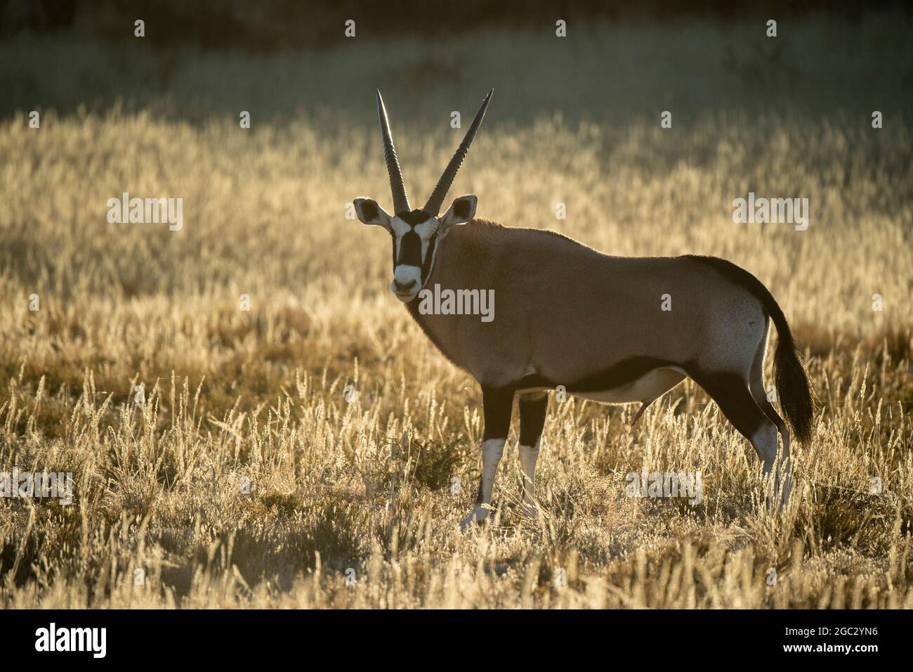 Gemsbok, Oryx gazella gazella, Kgalagadi Transfrontier Park, South ...