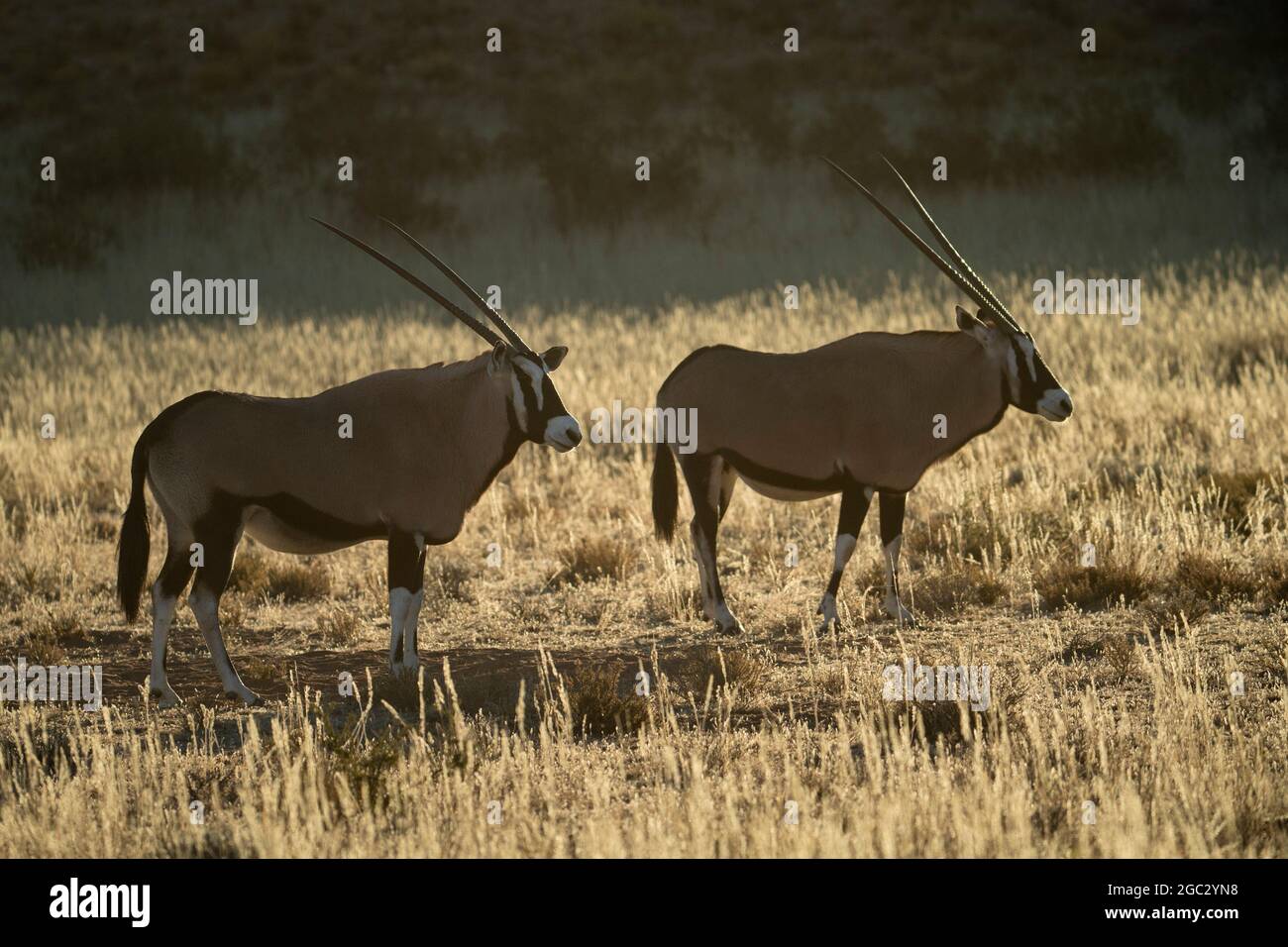 Kalahari gemsbok national park hi-res stock photography and images - Alamy