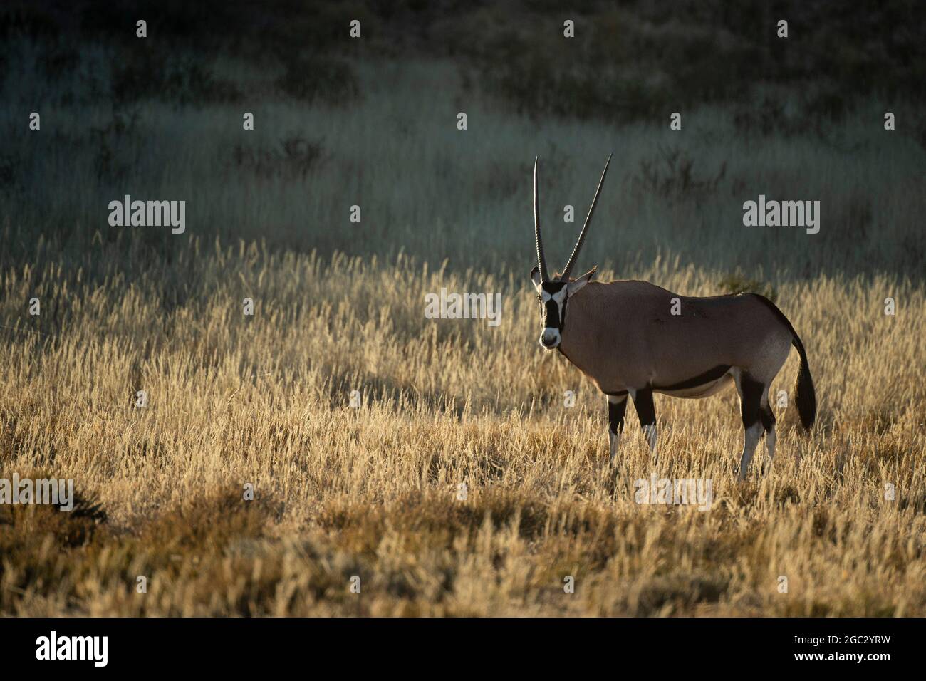 Gemsbok, Oryx gazella gazella, Kgalagadi Transfrontier Park, South ...