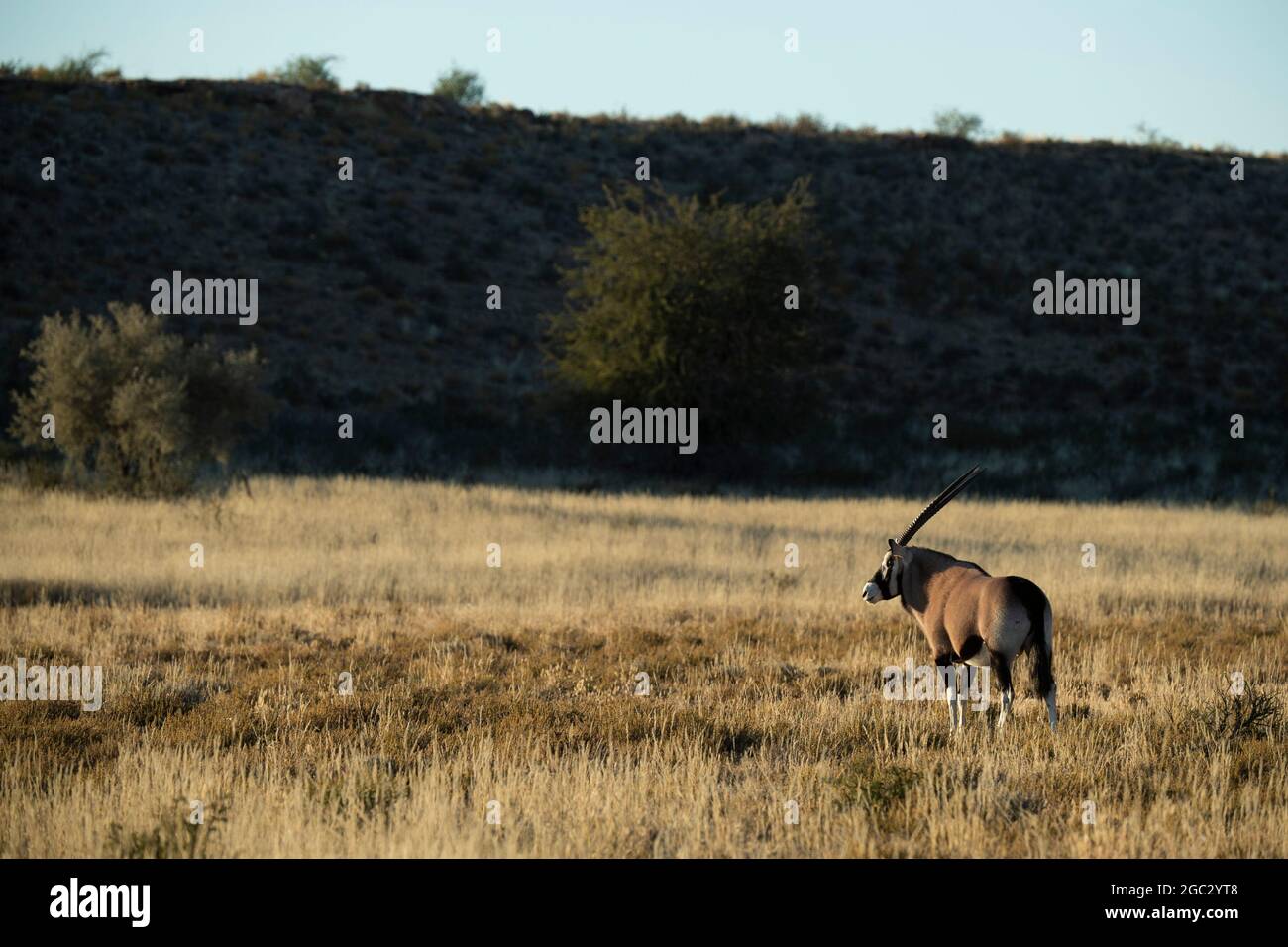 Gemsbok, Oryx gazella gazella, Kgalagadi Transfrontier Park, South ...