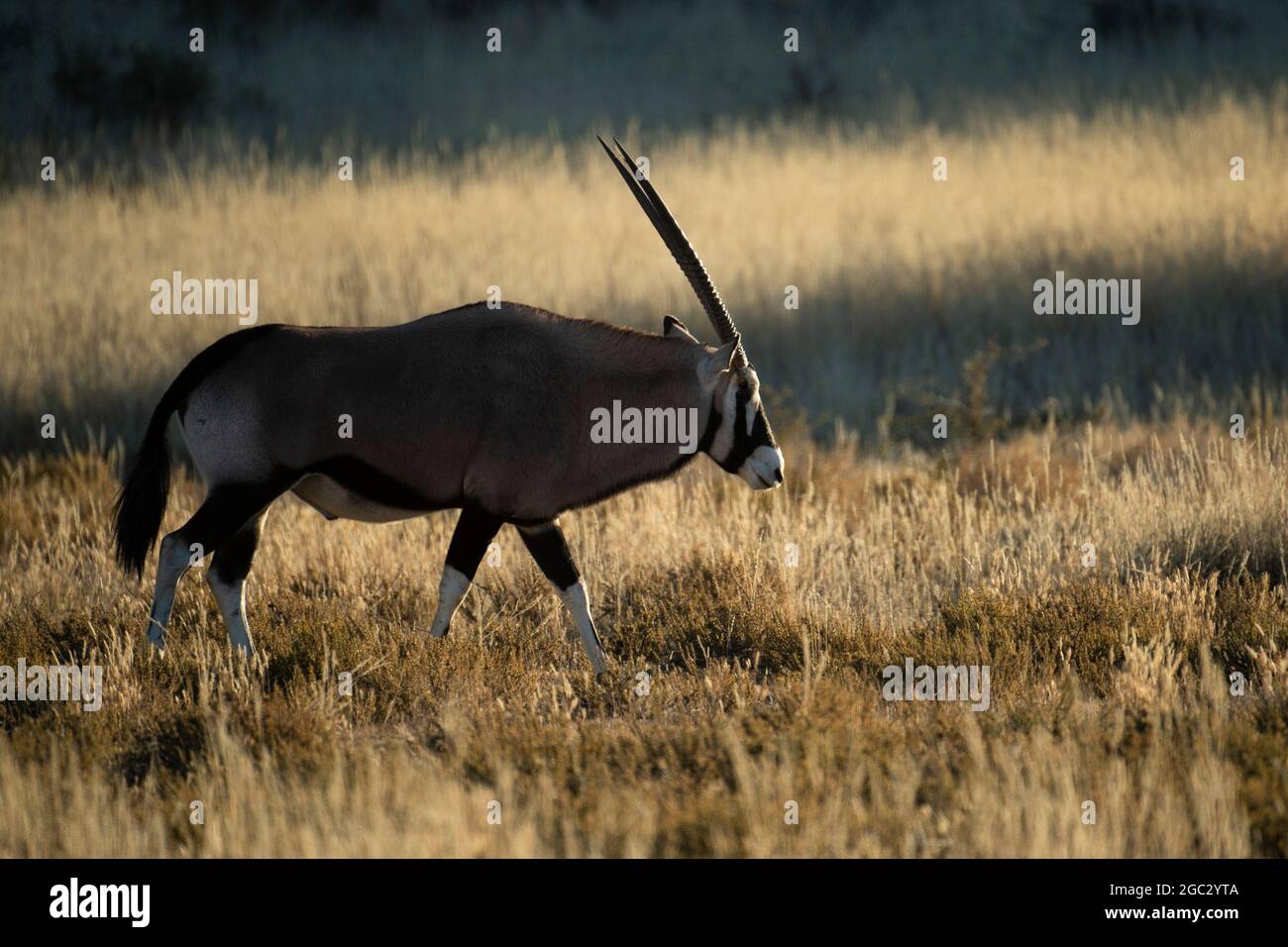 Gemsbok, Oryx gazella gazella, Kgalagadi Transfrontier Park, South ...