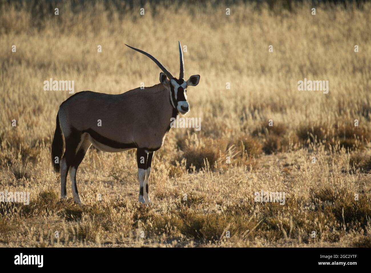 Gemsbok, Oryx gazella gazella, Kgalagadi Transfrontier Park, South ...