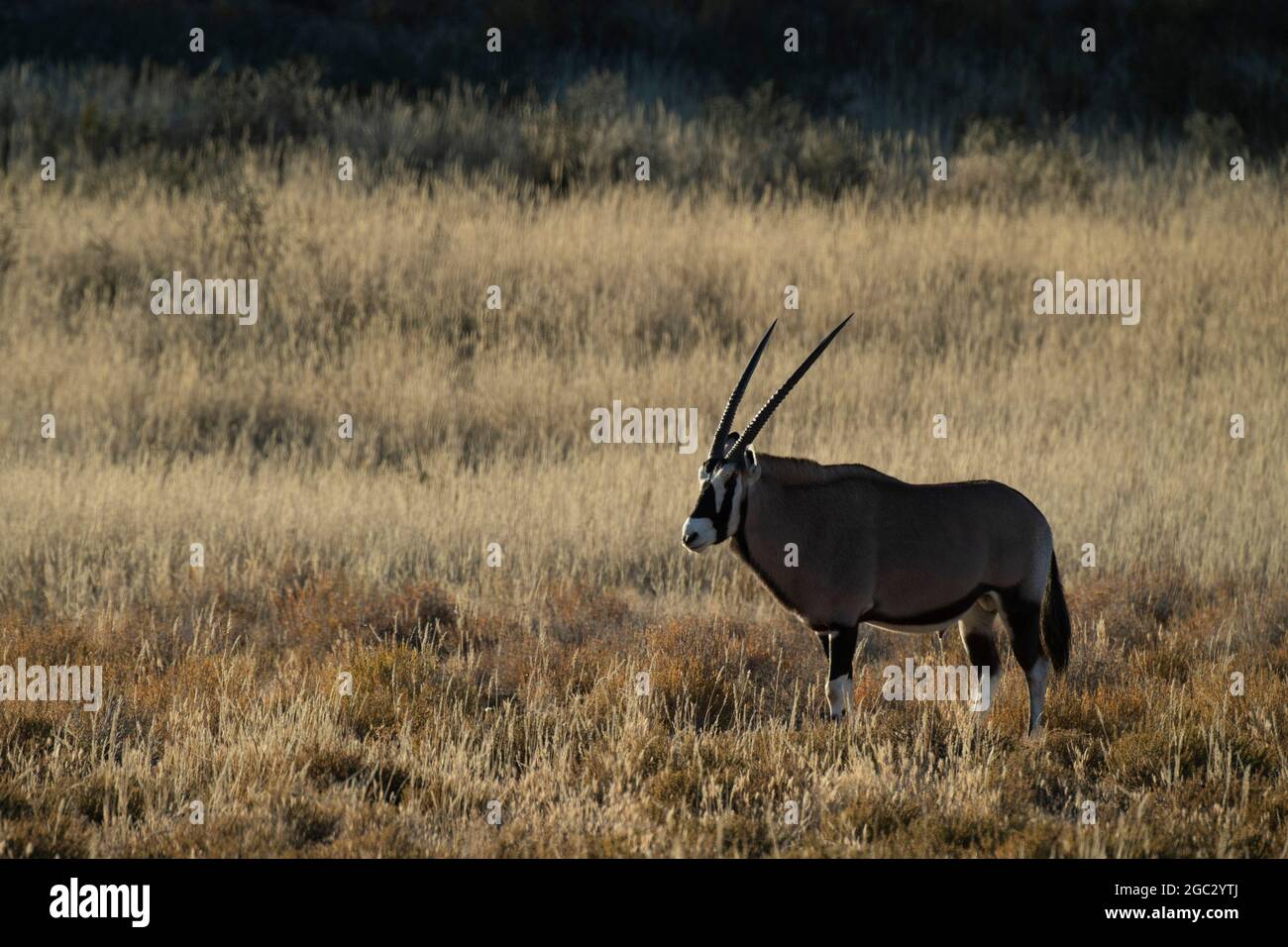 Gemsbok, Oryx gazella gazella, Kgalagadi Transfrontier Park, South ...