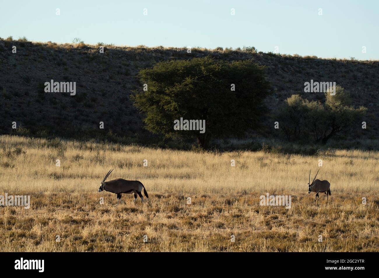 Kalahari gemsbok park hi-res stock photography and images - Alamy