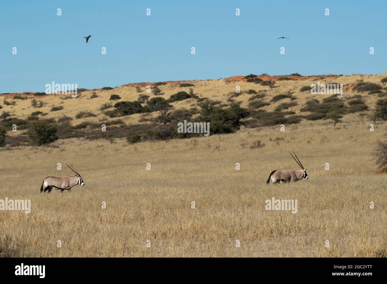 Gemsbok, Oryx gazella gazella, Kgalagadi Transfrontier Park, South ...