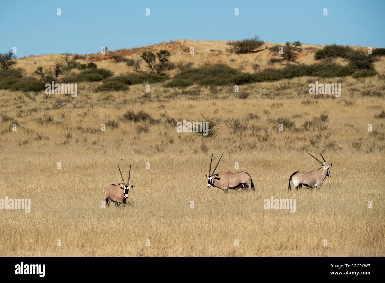 Gemsbok, Oryx gazella gazella, Kgalagadi Transfrontier Park, South ...