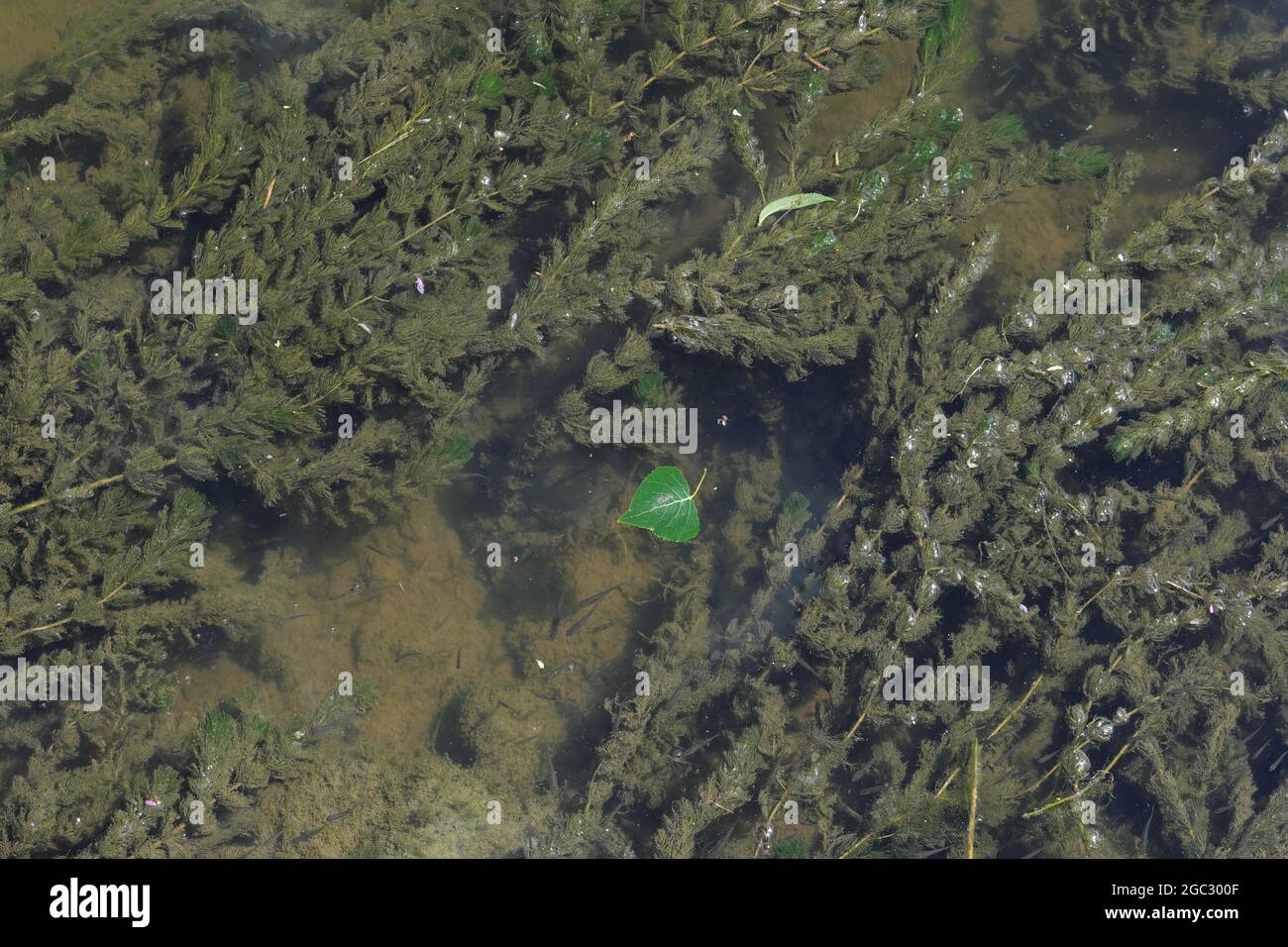 River Wye Ranunculus plant seen in August 2021 near Hereford UK Stock ...