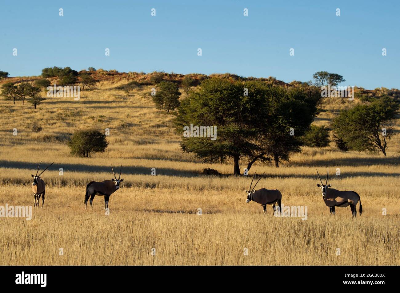 Gemsbok, Oryx gazella gazella, Kgalagadi Transfrontier Park, South ...