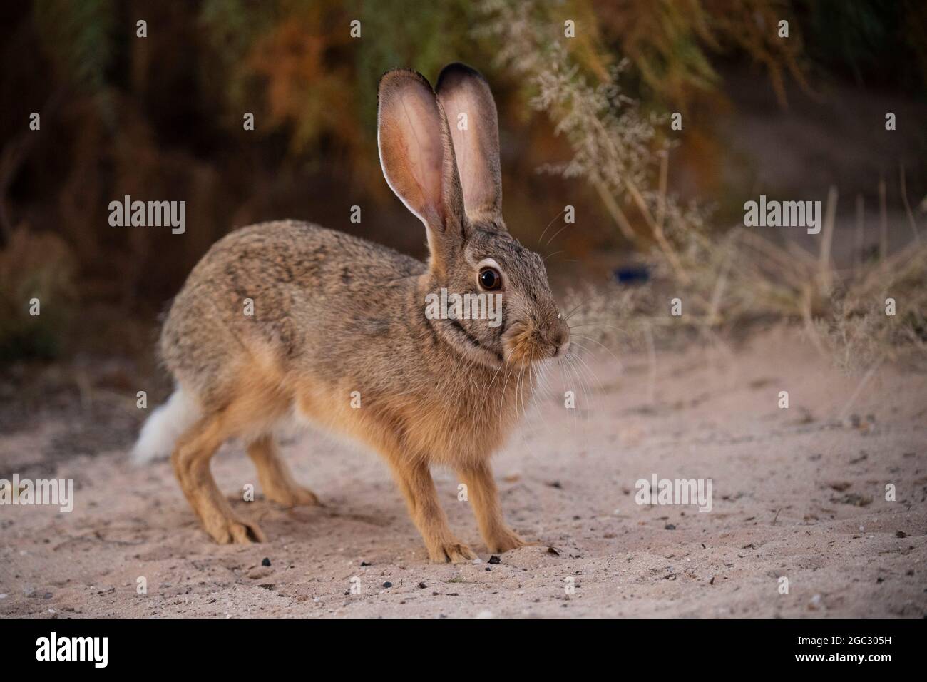 Scrub hare, Lepus saxatilis, Kgalagadi Transfrontier Park, South Africa ...