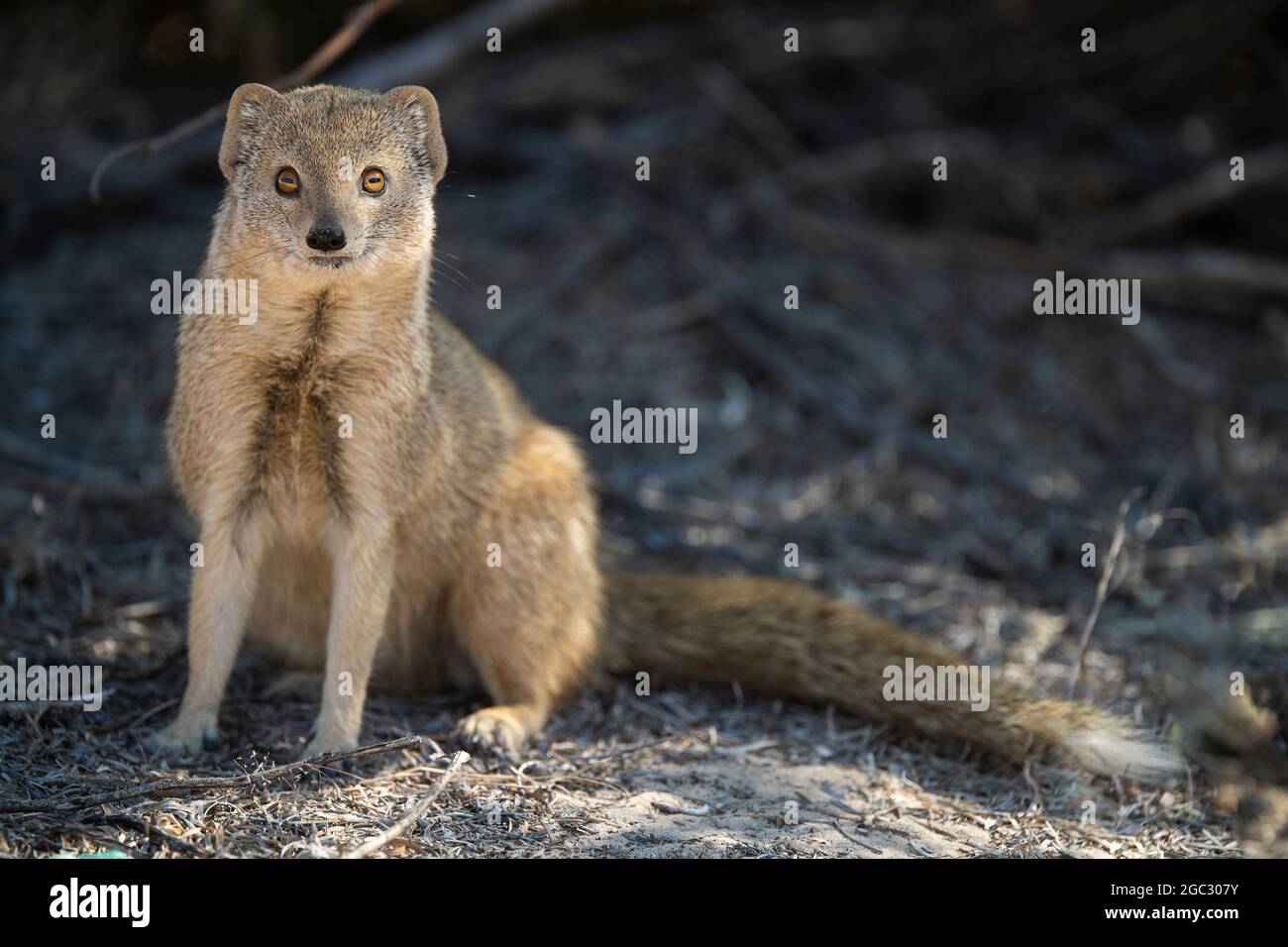 Yellow mongoose, Cynictis penicillata, Kgalagadi Transfrontier Park ...