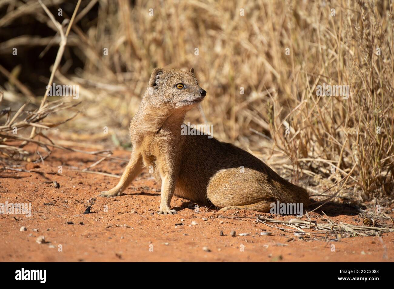Yellow mongoose, Cynictis penicillata, Kgalagadi Transfrontier Park ...