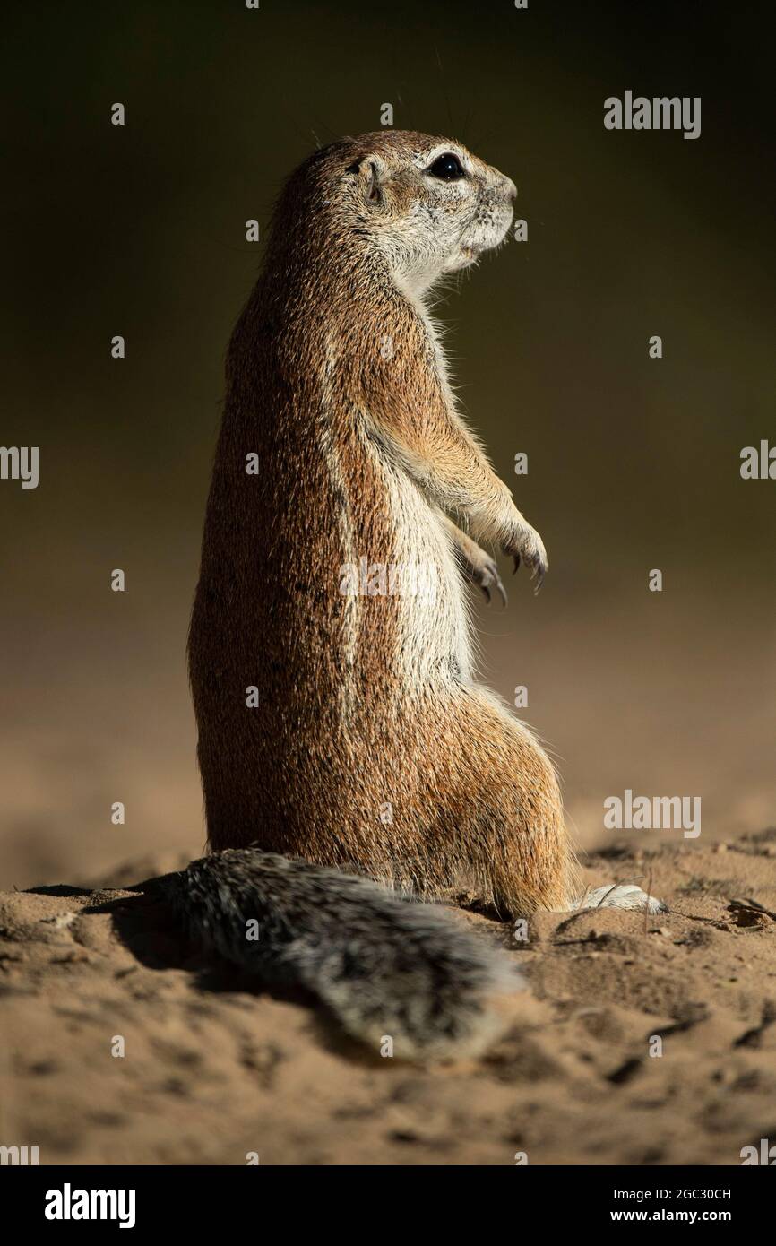 Ground squirrel, Xerus inauris, Kgalagadi Transfrontier Park, South ...