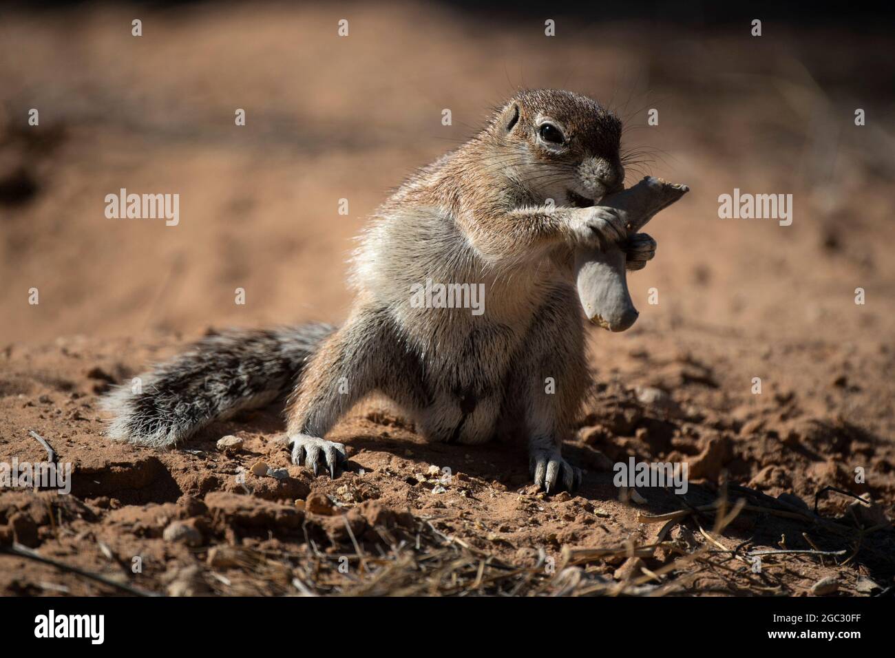 Ground squirrel, Xerus inauris, Kgalagadi Transfrontier Park, South ...