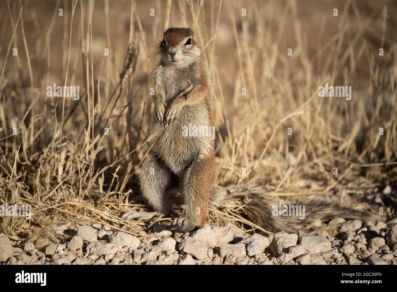 Ground squirrel, Xerus inauris, Kgalagadi Transfrontier Park, South ...