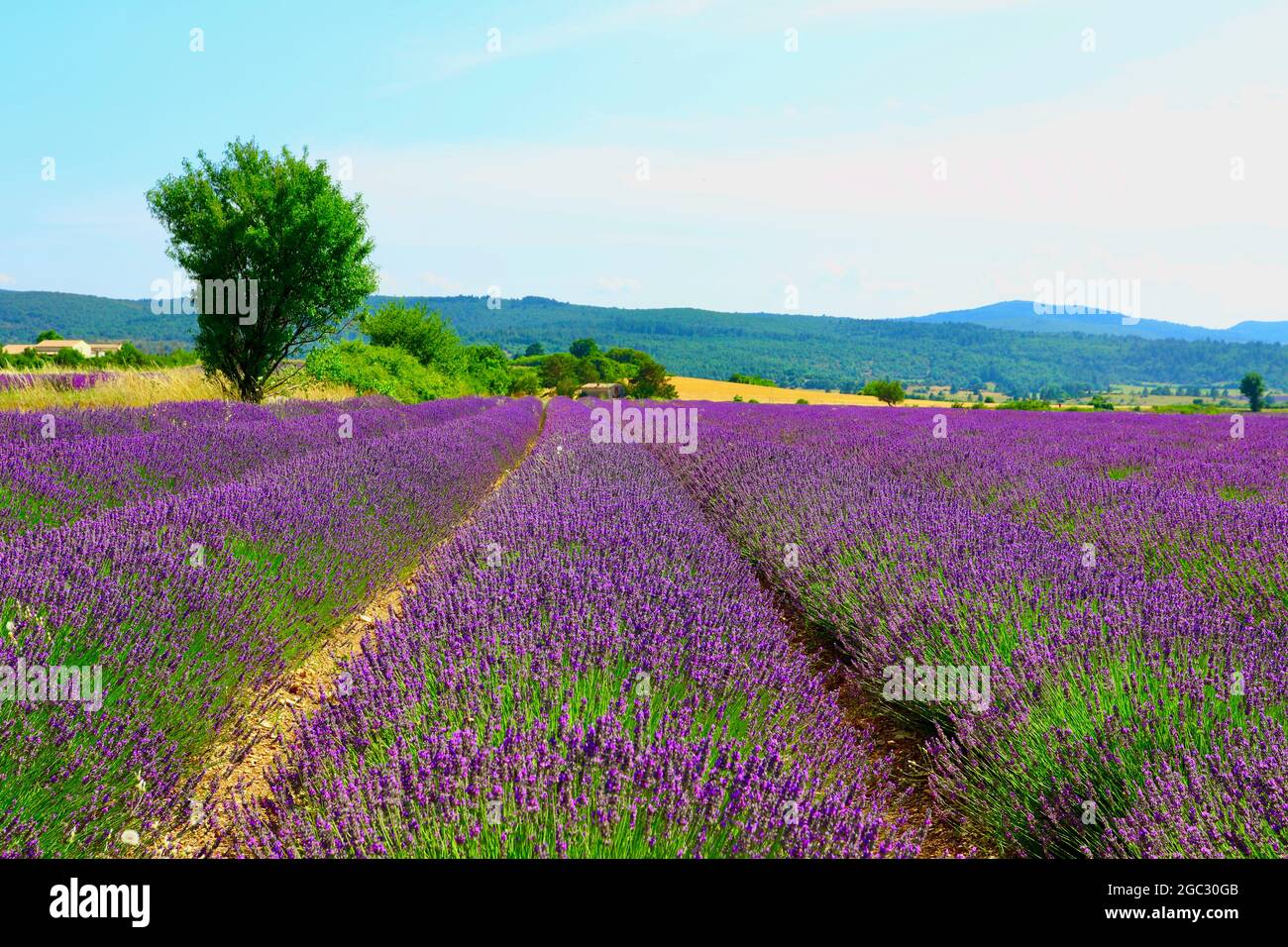 Lavender fields captured in Provence on a summer day in France Stock ...