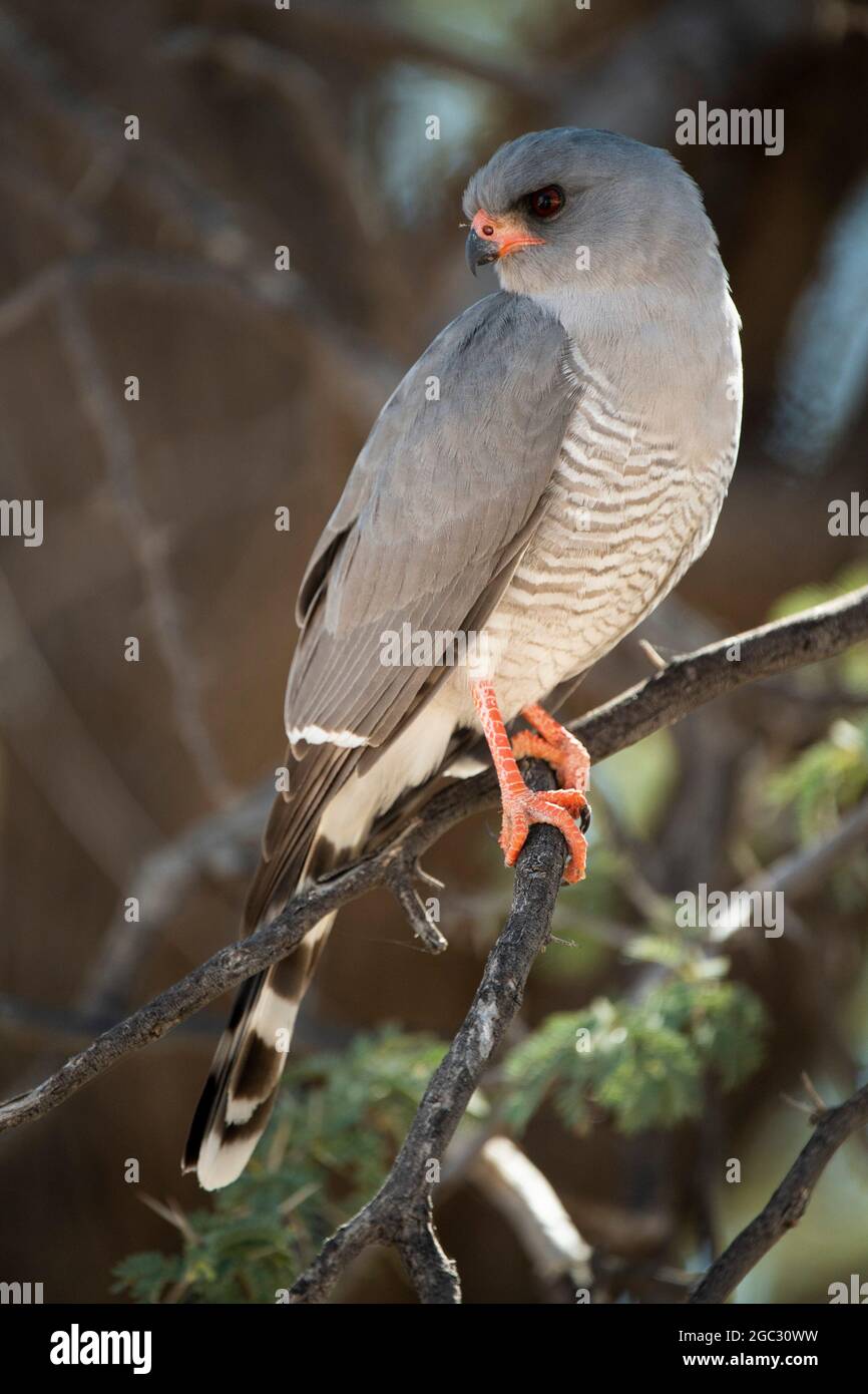 Gabar goshawk, Micronisus gabar, Kgalagadi Transfrontier Park, South ...