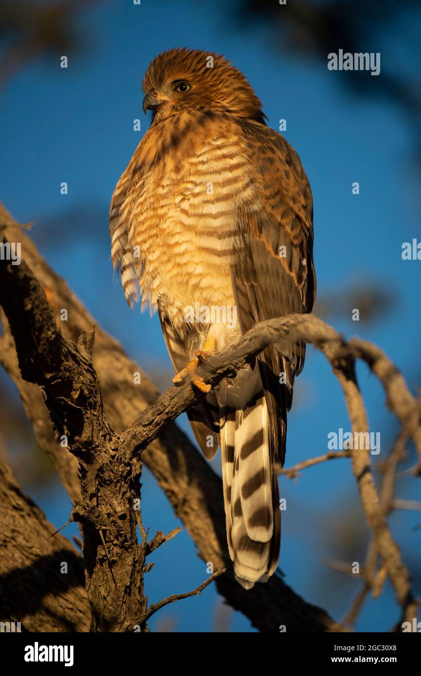 Greater kestrel, Falco rupicoloides, Kgalagadi Transfrontier Park ...