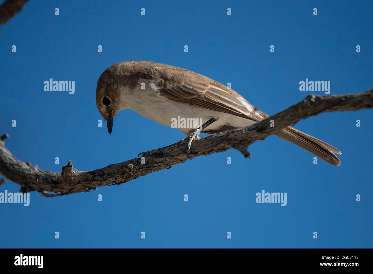 Marico flycatcher, Melaenornis mariquensis, Kgalagadi Transfrontier ...