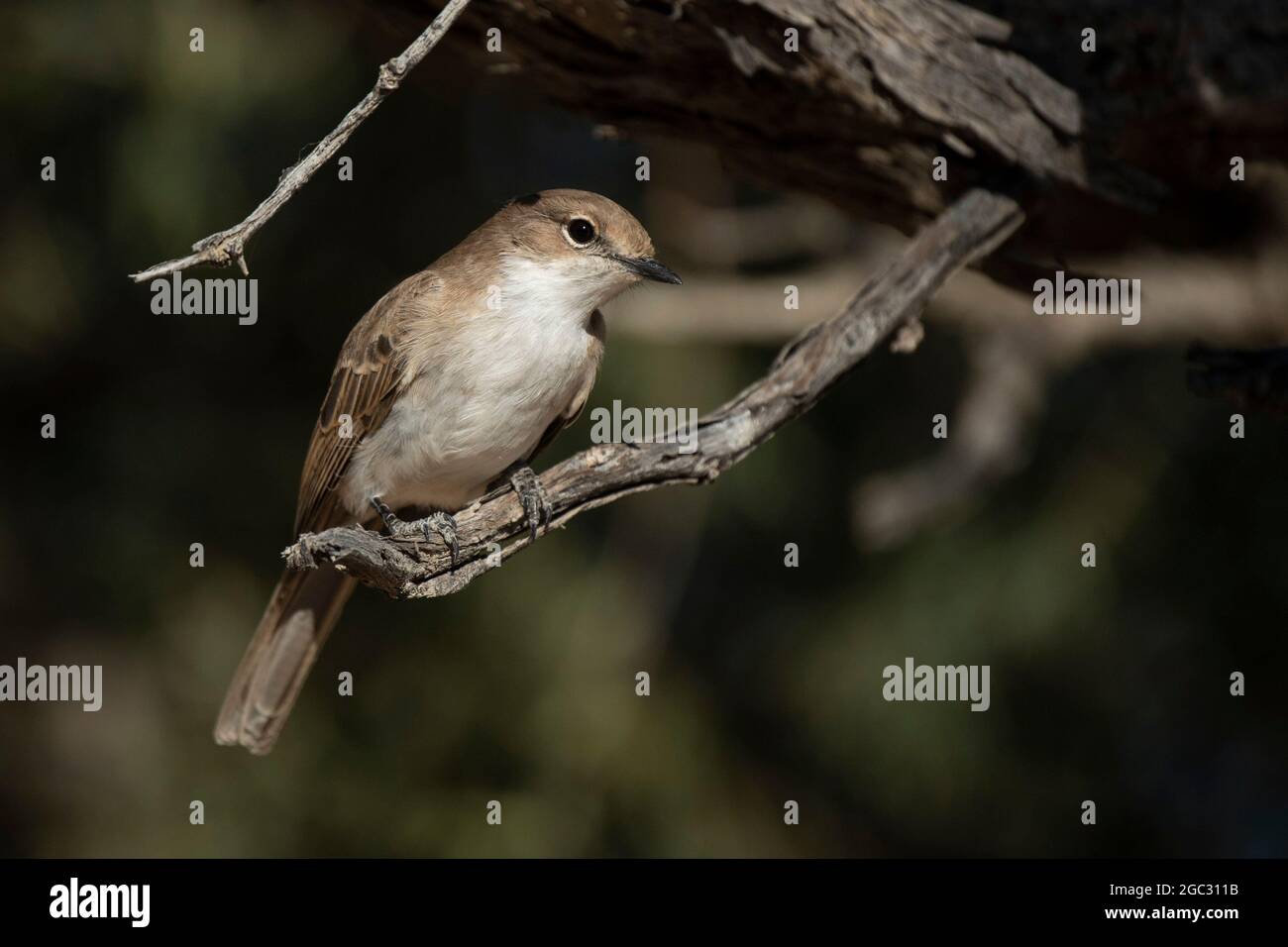 Marico flycatcher, Melaenornis mariquensis, Kgalagadi Transfrontier ...