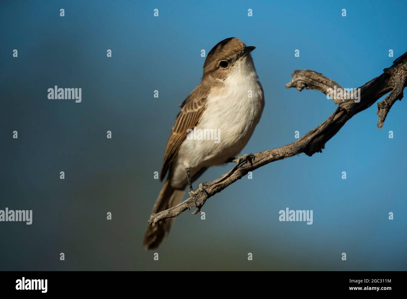 Marico flycatcher, Melaenornis mariquensis, Kgalagadi Transfrontier ...