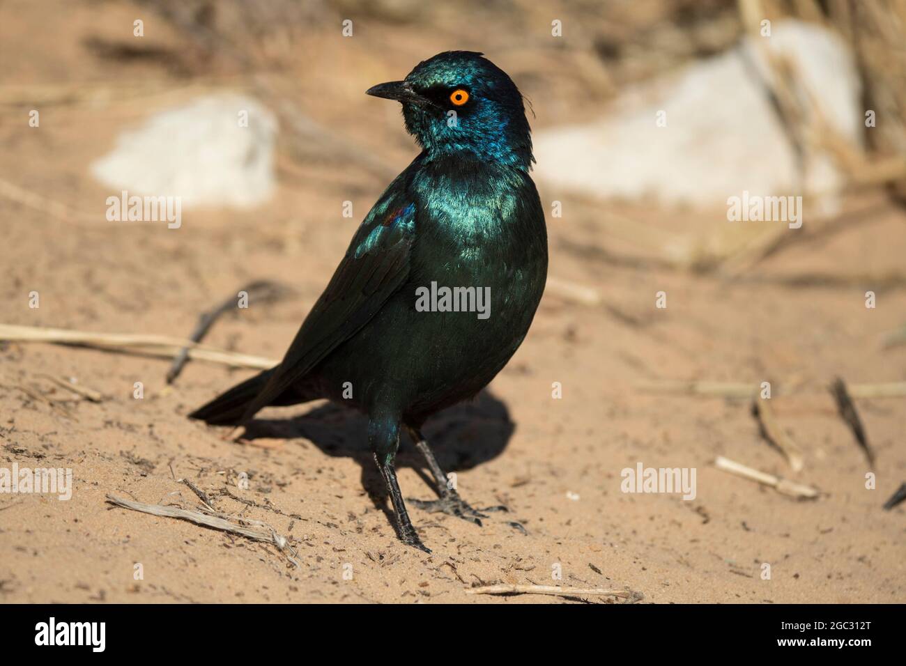Cape glossy starling, Lamprotornis nitens, Kgalagadi Transfrontier Park ...
